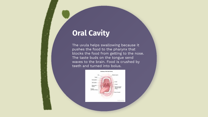 Digestive System by Jenna Chavez on Prezi