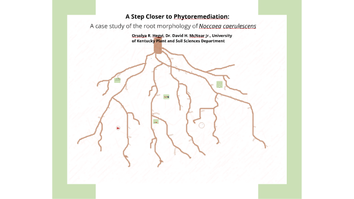 A Step Closer to Phytoremediation: A case study of the root morphology ...