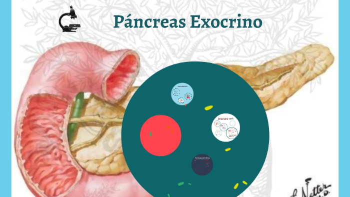 Páncreas Exocrino by karla Ignacia Nuñez Meneses on Prezi