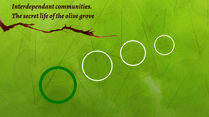 Danyadara biodiversity microinvertebrate by Constance Rmlg on Prezi