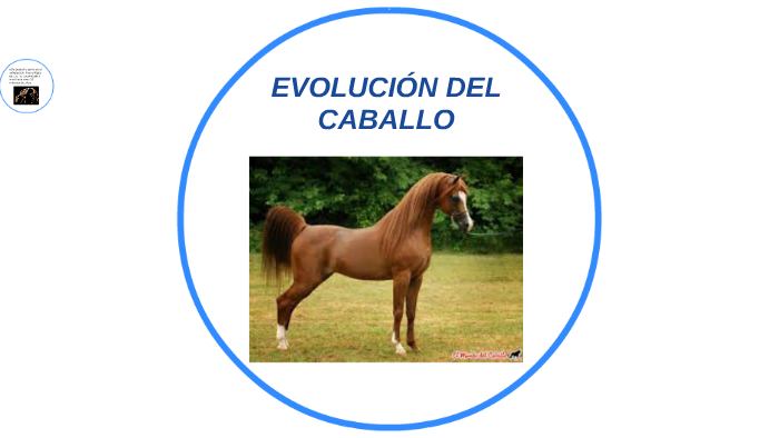 EVOLUCIÓN DEL CABALLO by wandy amaya on Prezi