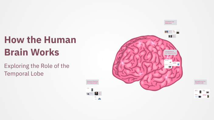 How the Human Brain Works by Carissa Elliot on Prezi