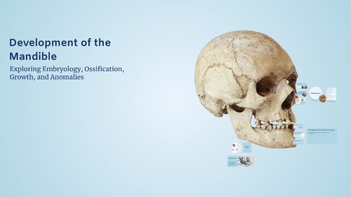 Development of the Mandible by Wandering Butterfly on Prezi