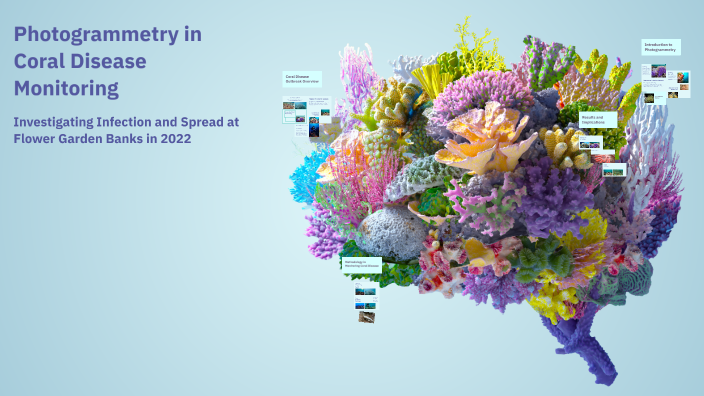 Photogrammetry in Coral Disease Monitoring by Gaby Carpenter on Prezi