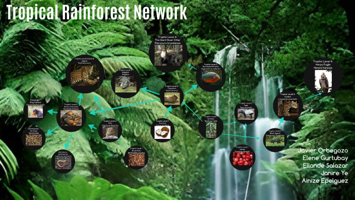 Tropical Rainforest Trophic Network by Javier ORBEGOZO MARTIN on Prezi