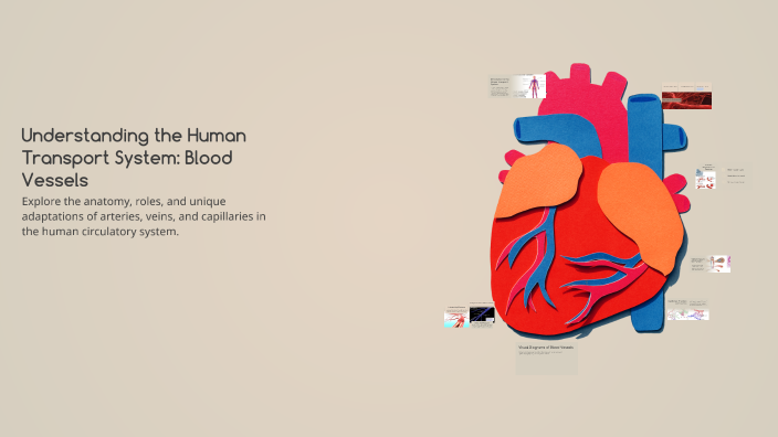 Understanding the Human Transport System: Blood Vessels by Adam Reincke ...