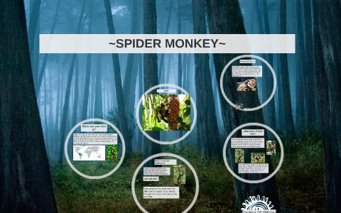 ~SPIDER MONKEY~ by Umar Niaz on Prezi