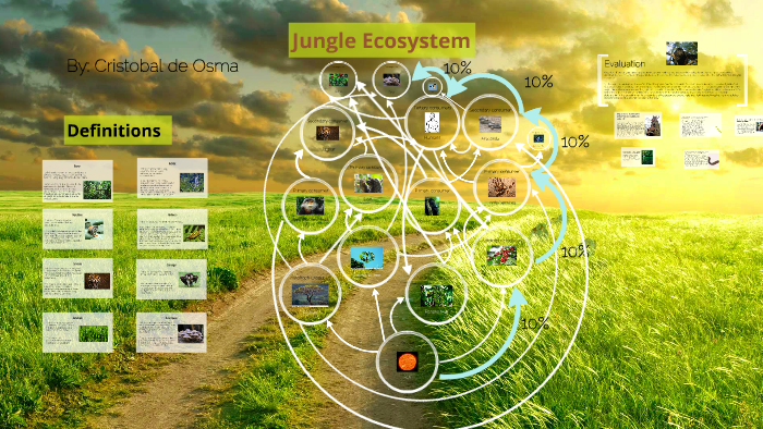 Jungle Ecosystem by Cristobal De Osma on Prezi
