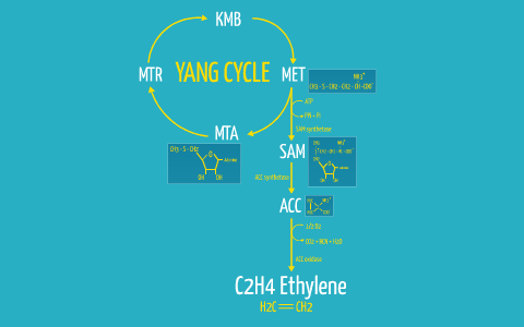 YANG CYCLE by Jun-Ting Yeung on Prezi