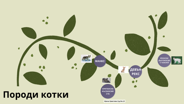 породи котки by Reni Hristova on Prezi