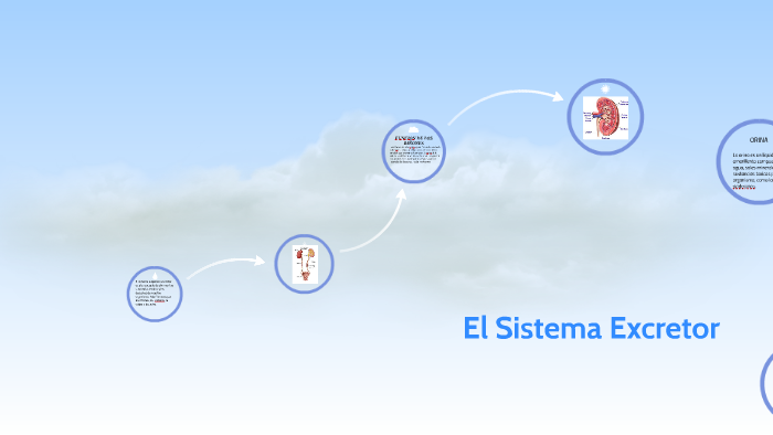 El sistema excretor by Adriana Martinez