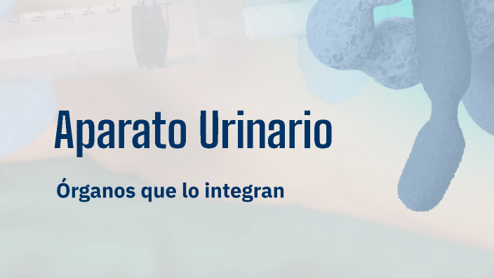 Aparato Urinario by eduardo dominguez del angel on Prezi