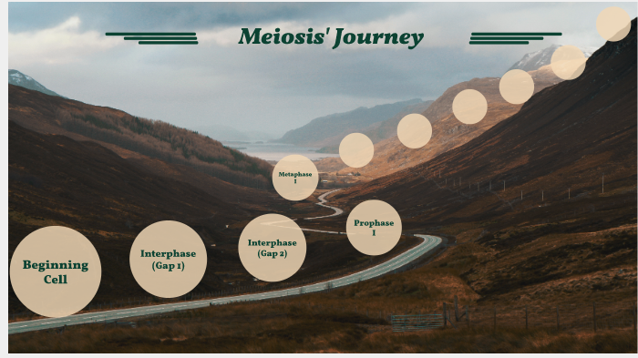 Meiosis Cell Division by Jeremy Bui on Prezi