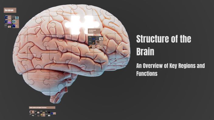 Structure of the Brain by AHS AHS on Prezi