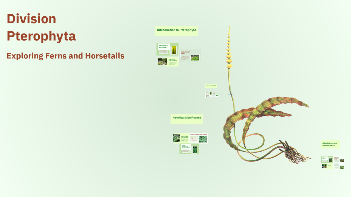 Division Pterophyta by Areef Mutahhiri on Prezi