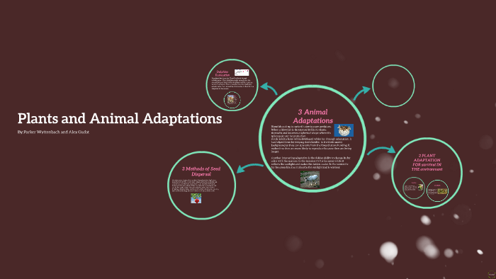 Plants and Animal Adaptations by chicken doodle on Prezi