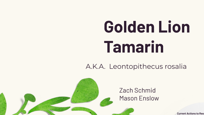 The Golden Lion Tamarin by Zach Schmid on Prezi