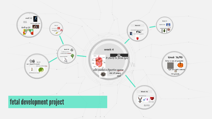 fetal development project by Ivan Medal on Prezi