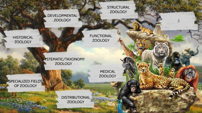M1 - LESSON 1 (Concept Mapping of Science of Zoology) by ALYSSA ...
