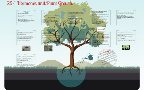25-1 Plant Hormones and Plant Growth by Biology 1 on Prezi