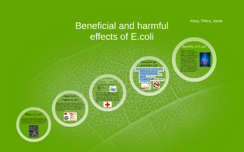Beneficial and harmful effects of E. coli in the environment by jacob ...