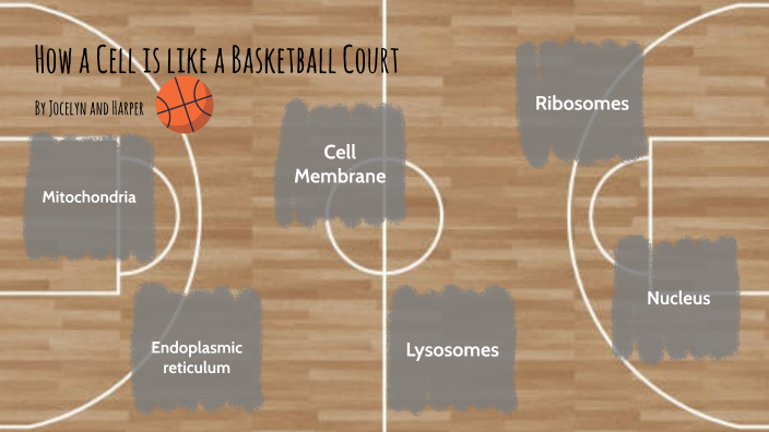 How a Cell Is Like A Basketball Stadium by Harper Cleghorn on Prezi
