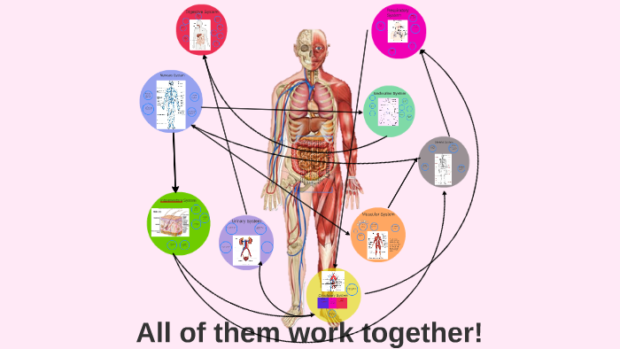 Body Systems Mind map by Garrett Aubin on Prezi
