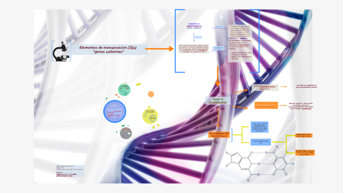 Elementos transponibles (TEs): Genes Saltarines by Dalila Viramontes on ...
