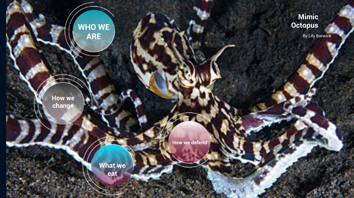 Mimic Octopus by Lily Barwick on Prezi