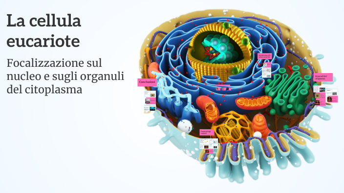 La cellula eucariote by Klarissa De Maria on Prezi