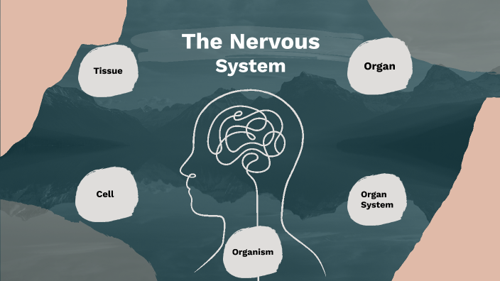 Nervous System Project by Nina Deng on Prezi