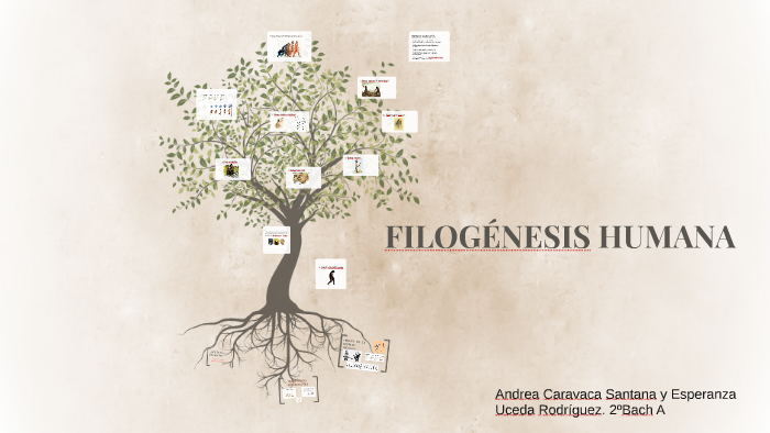 FILOGENIA HUMANA by Andrea Santana on Prezi