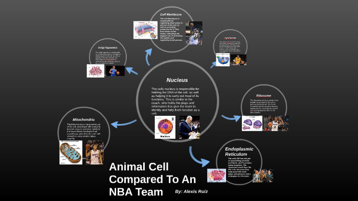 Animal Cell Compared To An NBA Team by Alexis Ruiz on Prezi