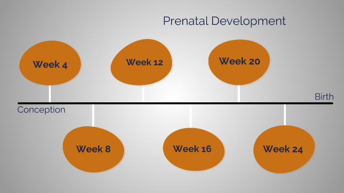Prenatal Development by Samara Hyggen on Prezi