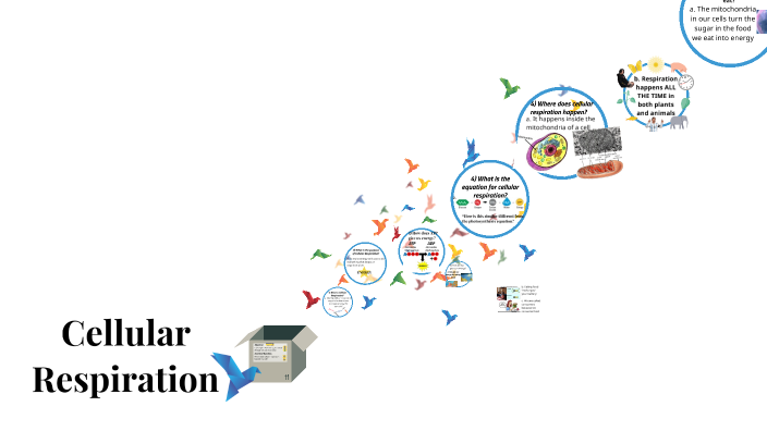 Cellular Respiration 7th Grade by Jill Jandacek on Prezi
