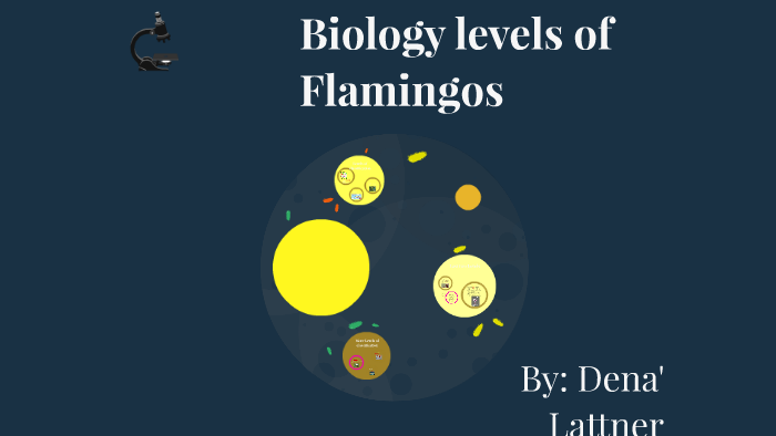 Biology levels of Flamingos by Dena Lattner on Prezi