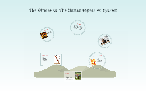 Animal vs Human Digestive Systems by on Prezi