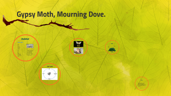 Gypsy Moth, Mourning dove by Anise Shipley on Prezi