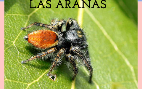 ExpoBiologia....Tema: Las Arañas. by Liizeth Paola Ab ptes on Prezi