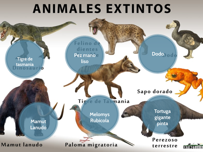 ANIMALES EXTINTOS by REBECCA CASTAÑEDA AMADOR on Prezi