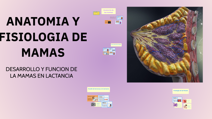 ANATOMIA Y FISIOLOGIA DE MAMAS by ESMERALDA GOMEZ on Prezi