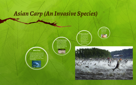 Asian Carp (An Invasive Species) by Parker Russell on Prezi