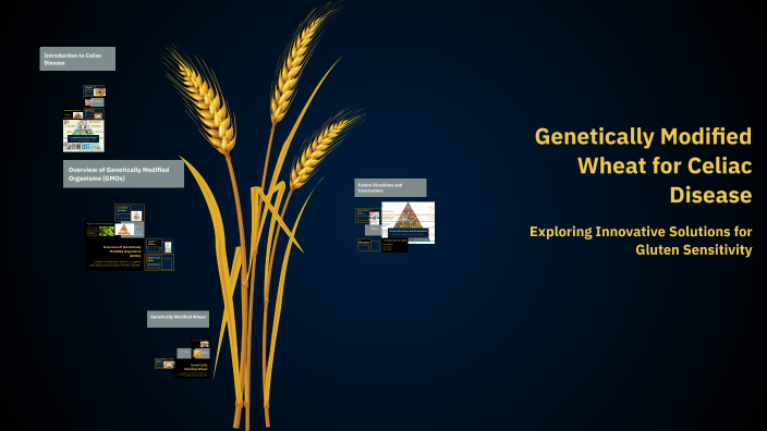 Genetically Modified Wheat for Celiac Disease by Kamal on Prezi