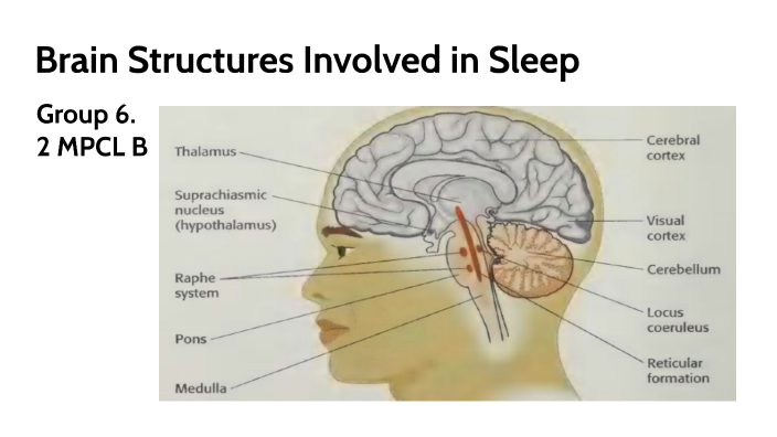 BRAIN STRUCTURES INVOLVED IN SLEEP by PREETI UDAYSINGH MATHUR 2237543 ...