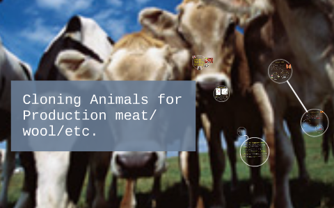 Cloning Animals for Production meat/wool/ect. by on Prezi