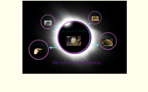 life cycle of an Echidna by T W on Prezi