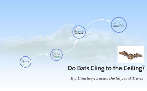Do Bats Cling to the Ceiling? by lucas w on Prezi
