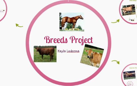 Breeds Project by Kayla Ledezma on Prezi