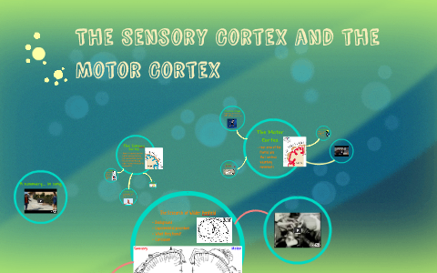 The Sensory Cortex and the Motor Cortex by Aaliyah S on Prezi