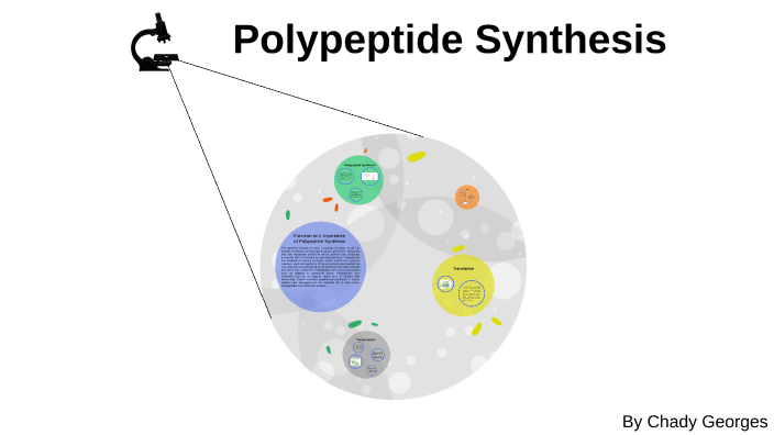 Polypeptide Synthesis by Chady Georges on Prezi